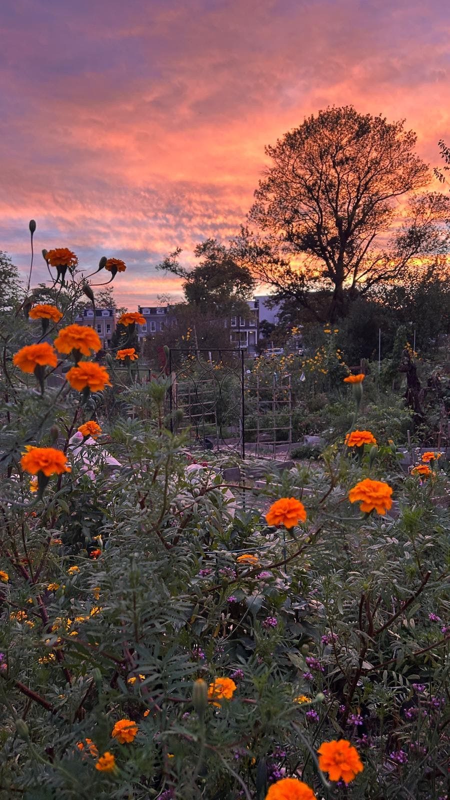 Wangari Gardens Fall Festival | Partiful